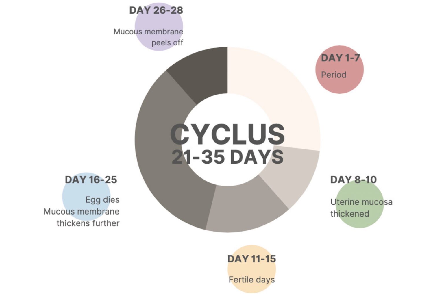 de vrouwelijke cyclus – bbb health boutique