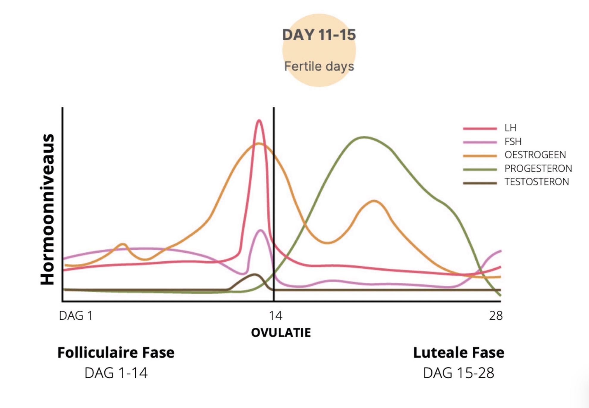 de vrouwelijke cyclus – bbb health boutique